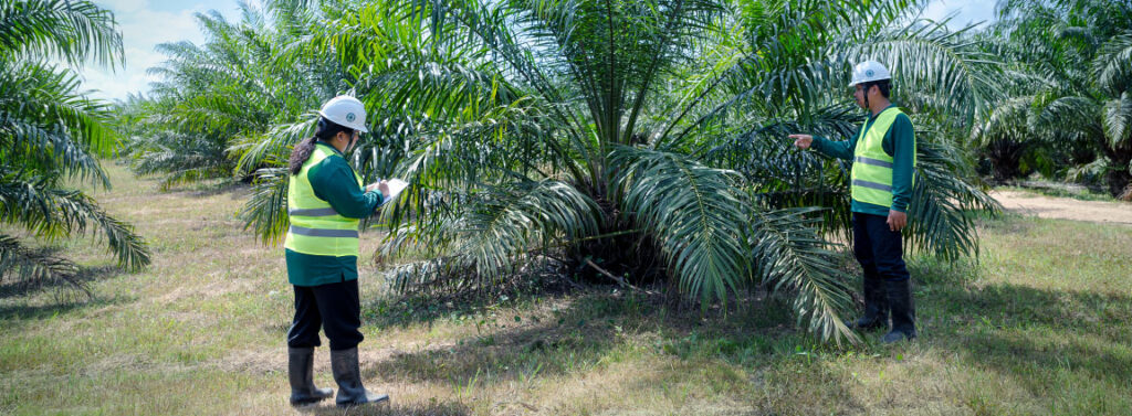 Oil Palm Plantation Care Services - CPI AGROTECH - ซีพีไอ อะโกรเทค