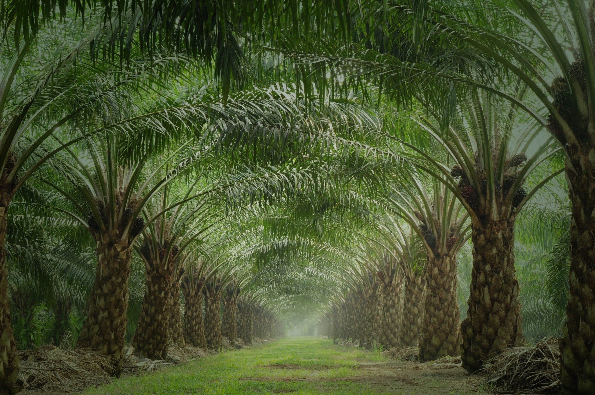 Oil Palm Plantation Management – CPI AGROTECH – ซีพีไอ อะโกรเทค