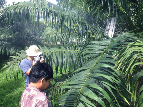 Leaf and Soil Analysis Services - CPI AGROTECH - ซีพีไอ อะโกรเทค